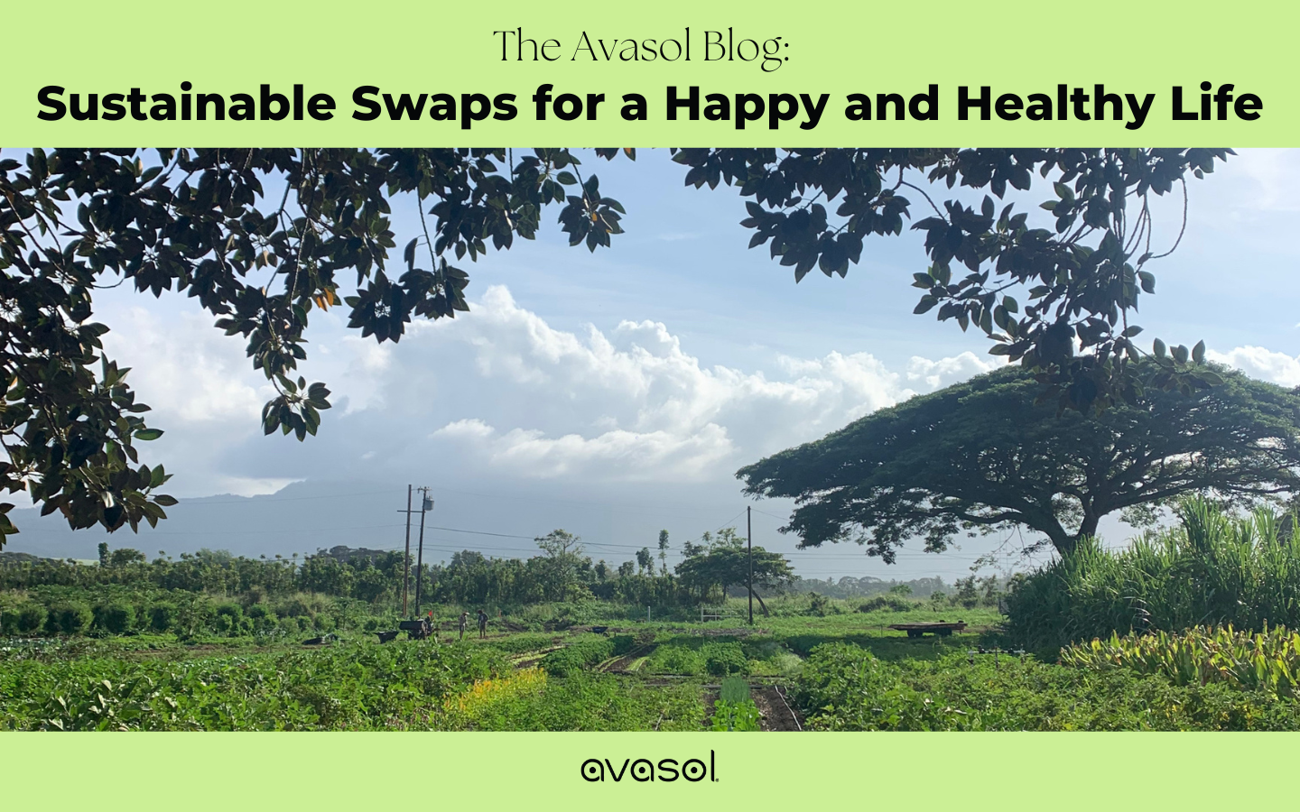 Sustainable Swaps for a Happy and Healthy Lifestyle – Avasol